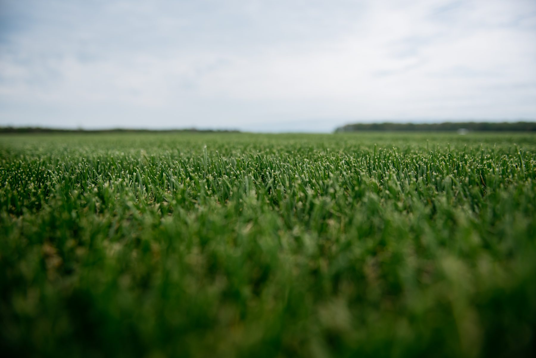4 Shortcuts for Revitalizing Your Lawn - Quantico Creek Sod Farms