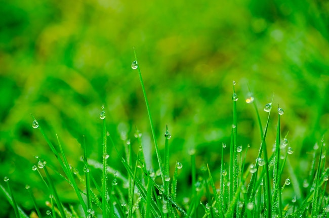 When Should You Water New Sod? - Quantico Creek Sod Farms