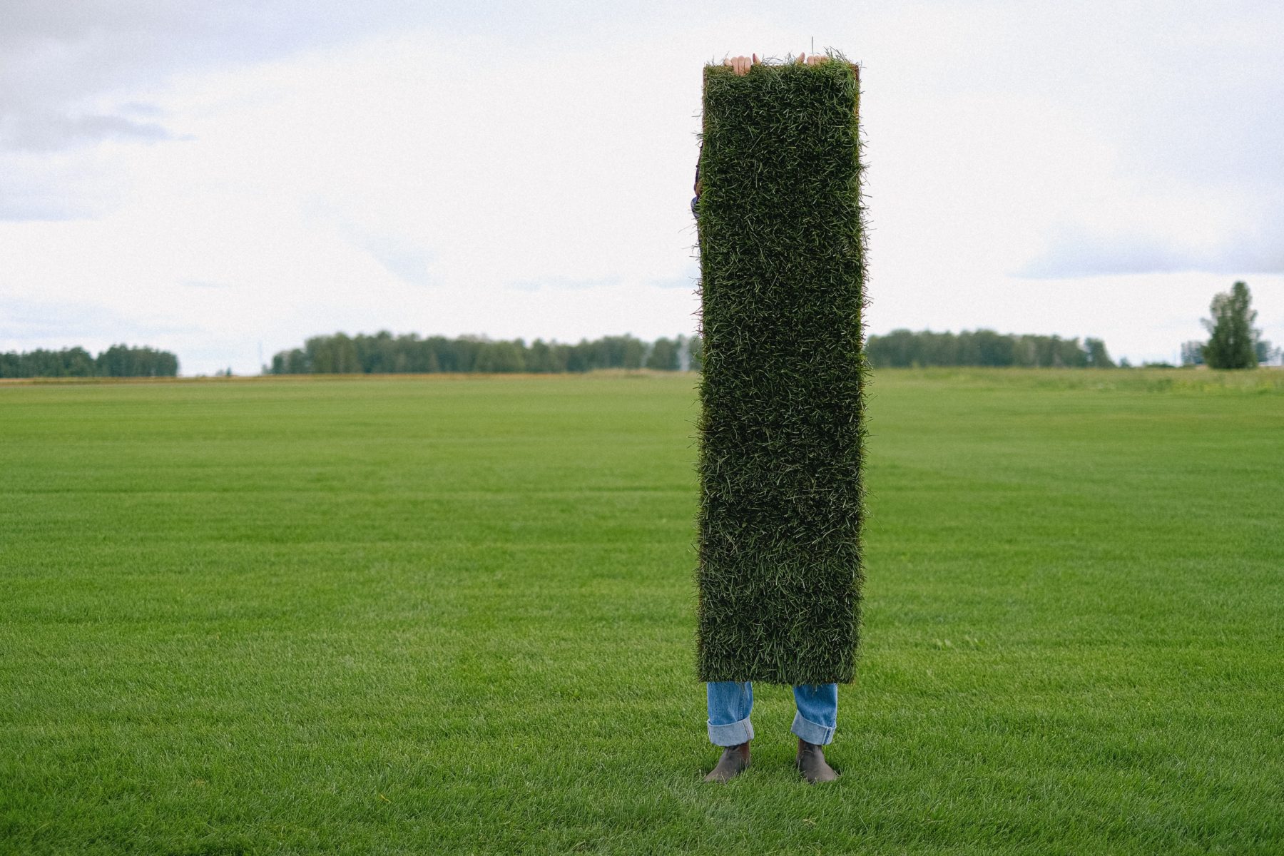 Five Benefits of Laying High-Quality Sod In Your Yard - Quantico Creek ...