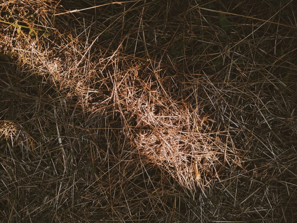 Three Lawn Diseases to Look Out For - Quantico Creek Sod Farms