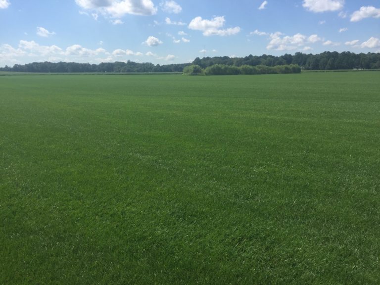 Why Kentucky Bluegrass is Such a Popular Option for Residential Lawns ...
