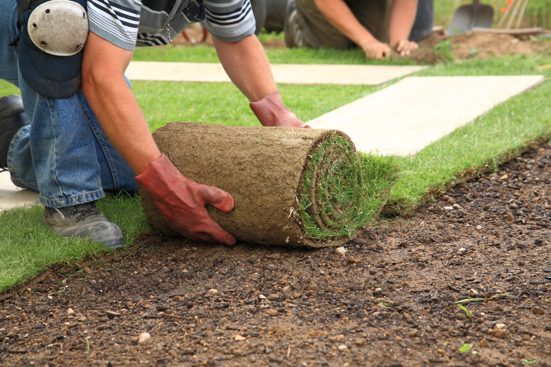 Should You Lay Down New Sod Before Summer? - Quantico Creek Sod Farms