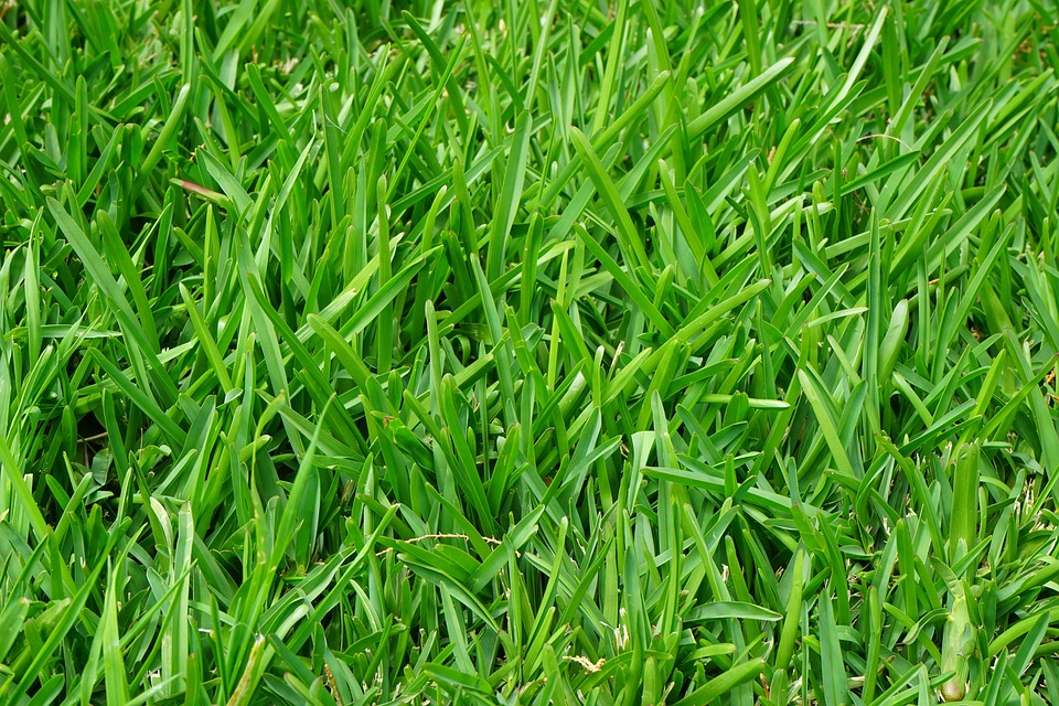 What to Know About Tall Fescue Sod - Quantico Creek Sod Farms