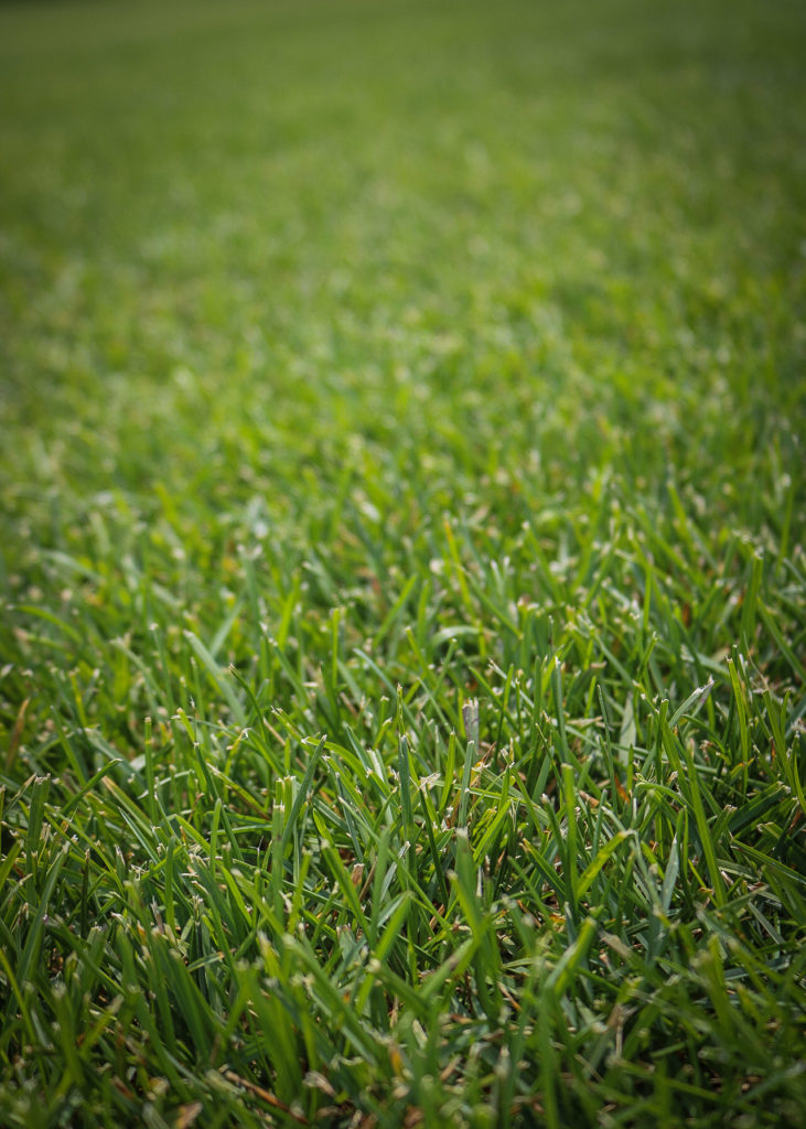 Cool-Season Grasses vs. Warm-Season Grasses: What’s the Difference ...