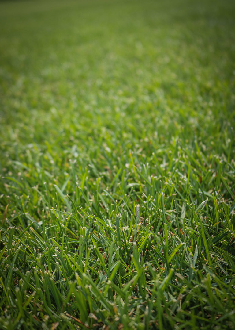 Cool-Season Grasses vs. Warm-Season Grasses: What’s the Difference ...
