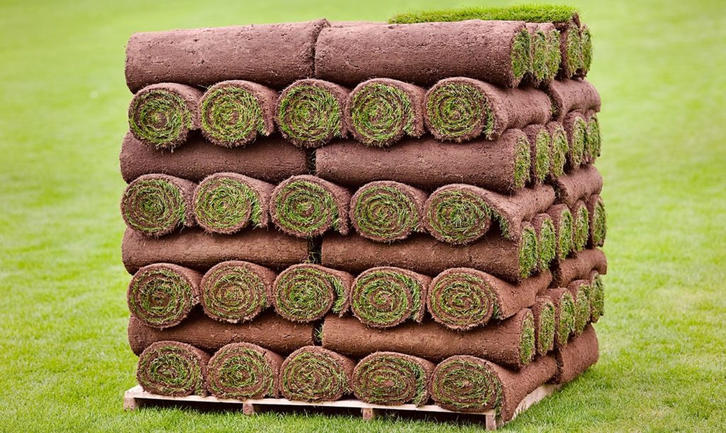 Zoysia - Quantico Creek Sod Farms