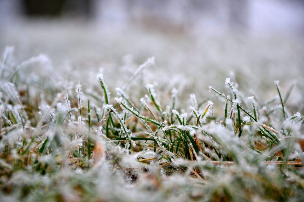 How to Fight Weeds this Winter - Quantico Creek Sod Farms